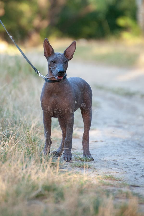 Perro Mexicano En Un Paseo En El Parque Imagen de archivo - Imagen de ...