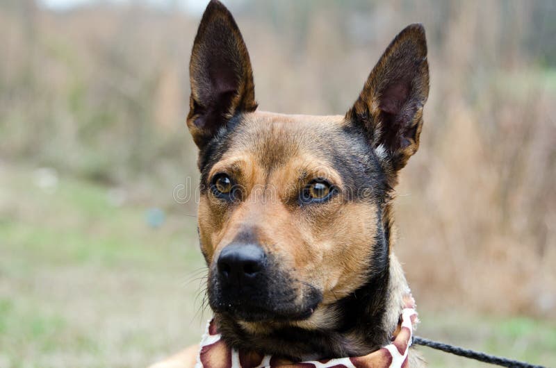 Perro Mezclado Pastor De La Raza Foto de archivo - Imagen de perrito ...