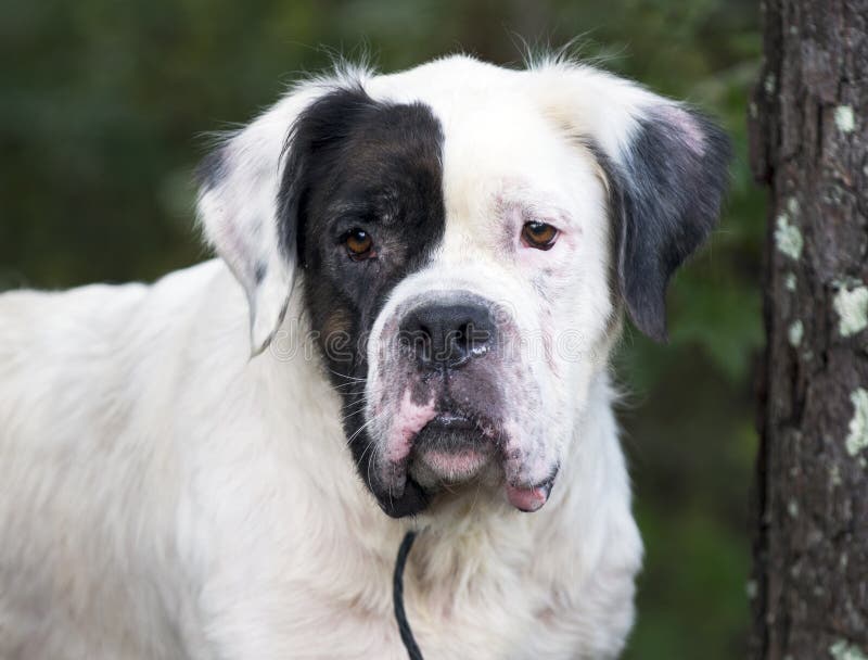 Perro Mezclado St Bernard Blanco De La Raza Con La Enfermedad De La ...