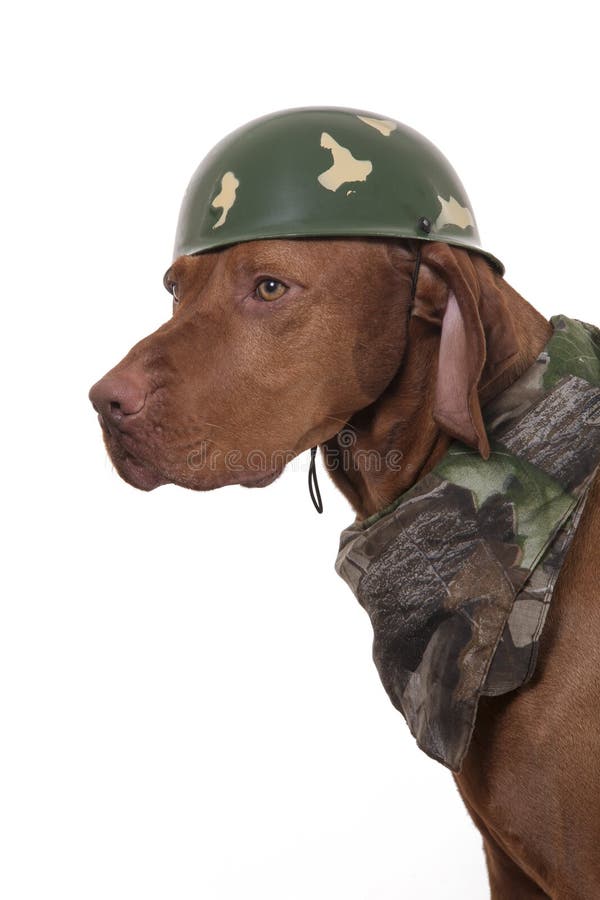 Perro militar imagen de archivo. Imagen de casta, blanco - 26849945