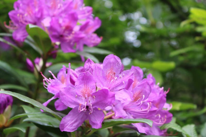 Perro morado foto de archivo. Imagen de parque, primer - 157902648