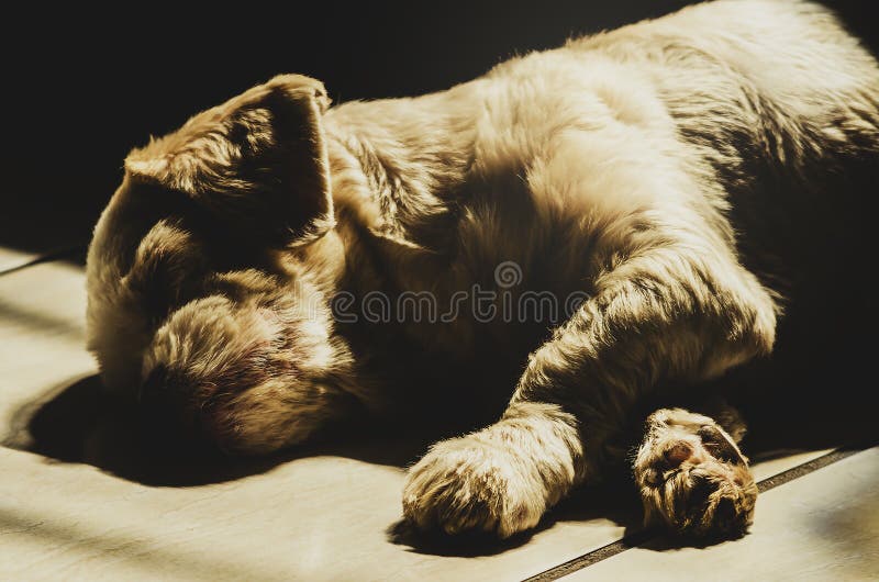 Perro muerto foto de archivo. Imagen de muerto, perro - 11346694