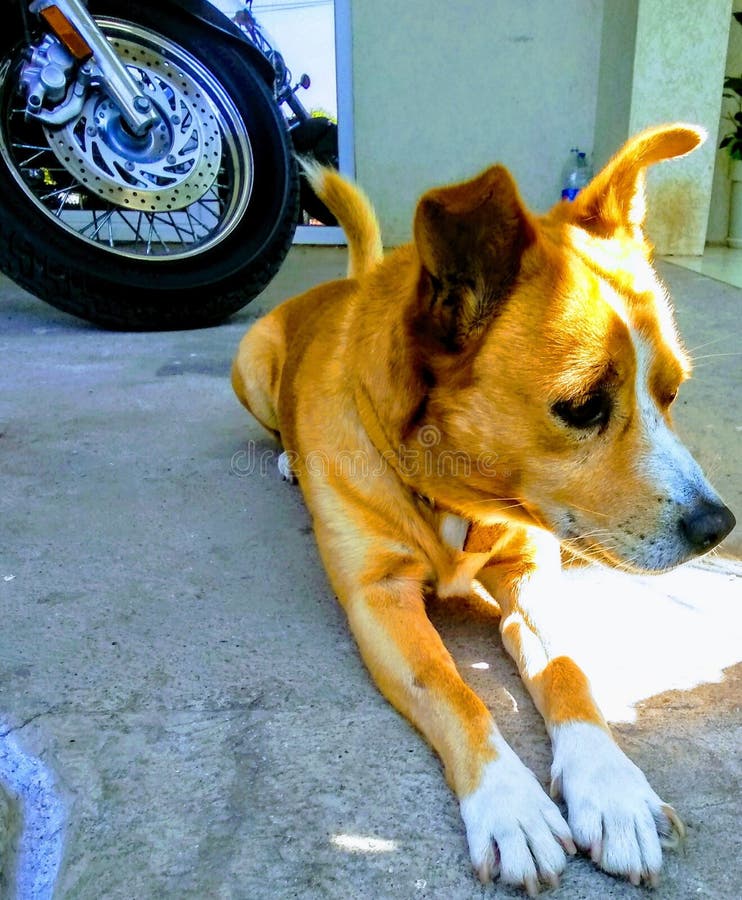 Perro Naranja Con Piernas Blancas Imagen de archivo - Imagen de nariz ...