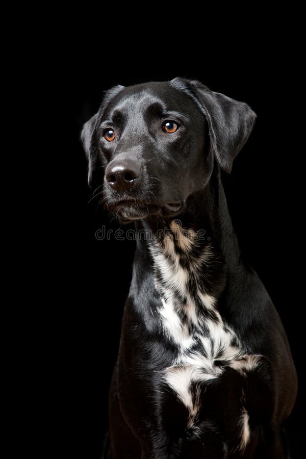 Perro negro imagen de archivo. Imagen de hombros, salir - 12149717