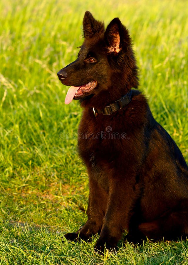 398,833 Perro Negro Corriente Fotos de stock - Fotos libres de regalías ...