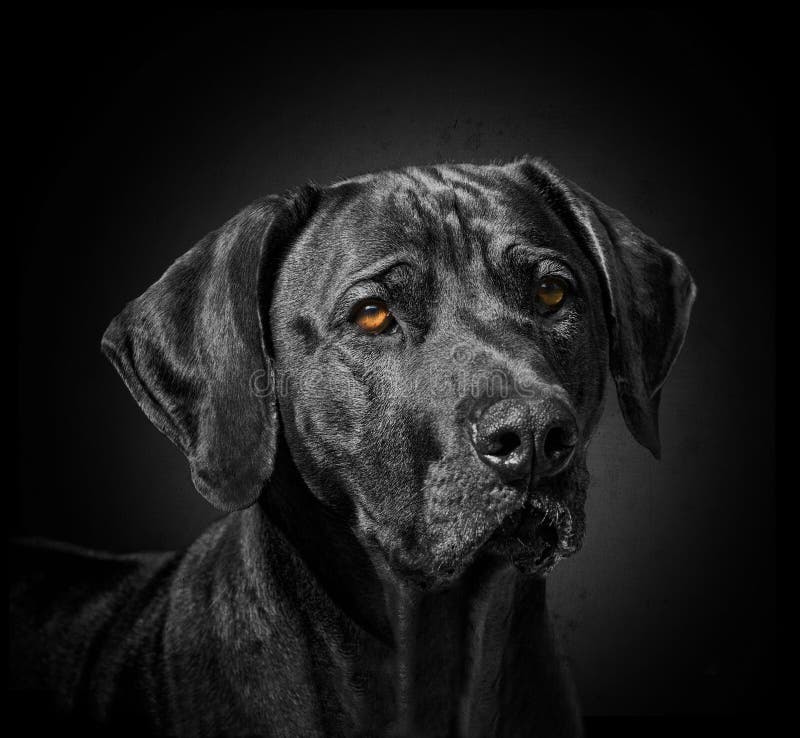 Perro negro foto de archivo. Imagen de animal, loco - 111257018