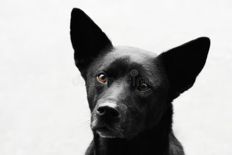 Perro negro foto de archivo. Imagen de perezoso, interés - 4107186