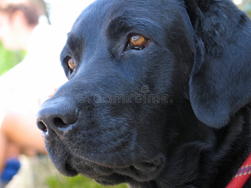 Perro negro imagen de archivo. Imagen de mirando, aislado - 5795573