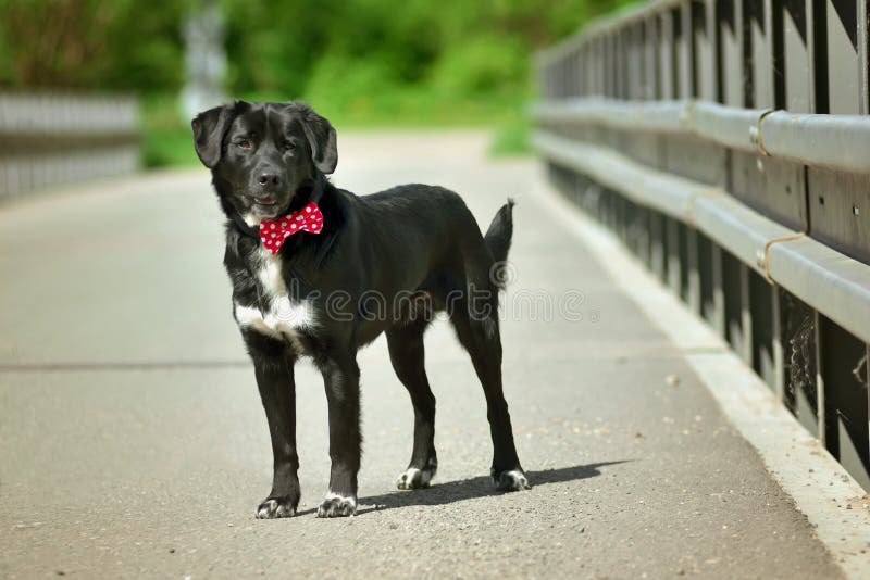 Perro Negro Con Corbata De Arco Rojo Parado En El Puente Foto de ...