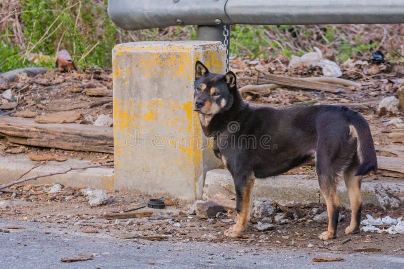 Perro Negro Con Las Marcas Marrones Imagen de archivo - Imagen de ...