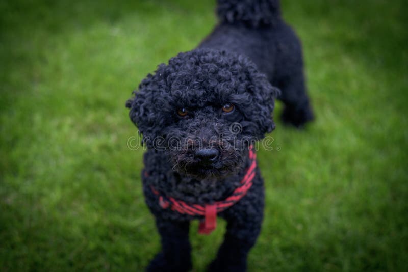 Perro negro con raya roja imagen de archivo. Imagen de animal - 154555349