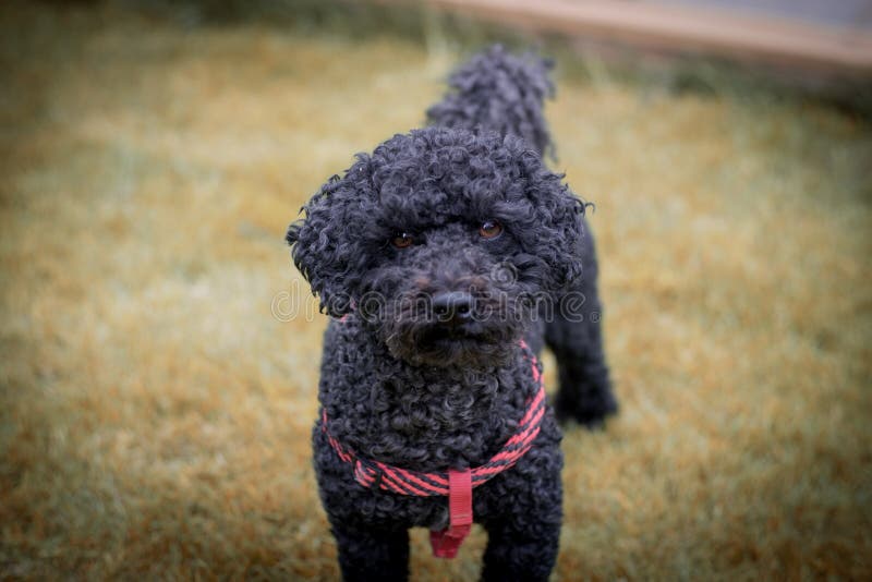 Perro negro con raya roja imagen de archivo. Imagen de animal - 154555349