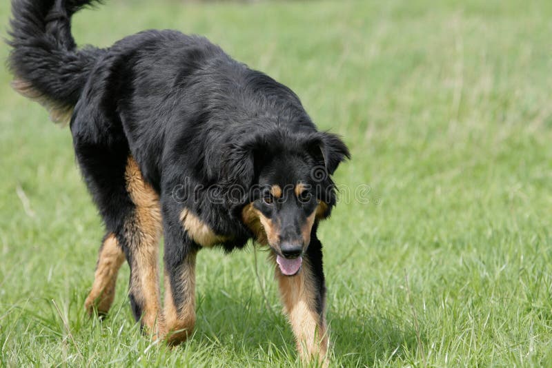 Perro Negro Corriente Del Hovawart Foto de archivo - Imagen de rizado ...