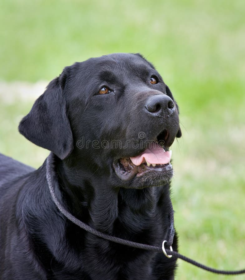 Perro Negro De La Demostración De Labrador Imagen de archivo - Imagen ...