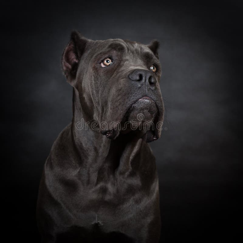 Perro negro grande foto de archivo. Imagen de casta - 103590180