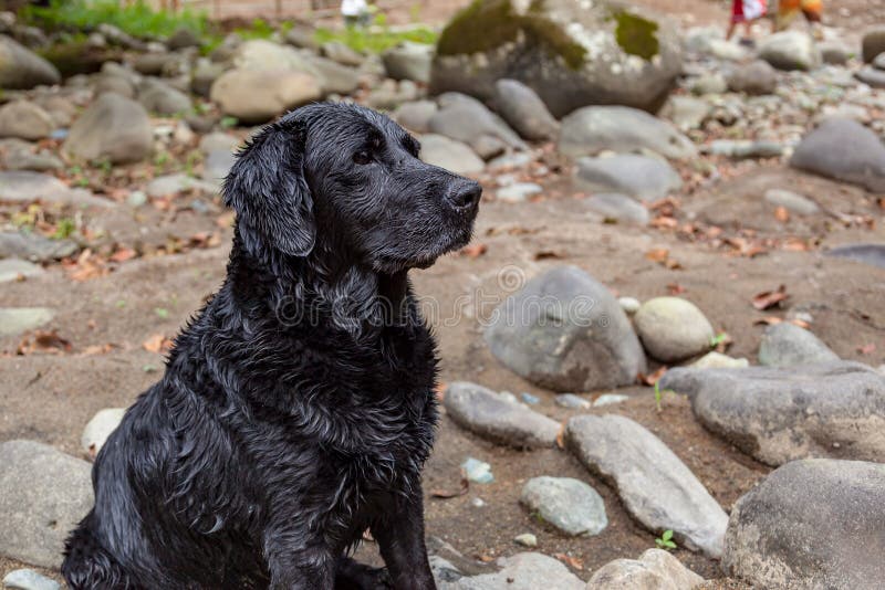Perro negro labrador imagen de archivo. Imagen de exterior - 171474807