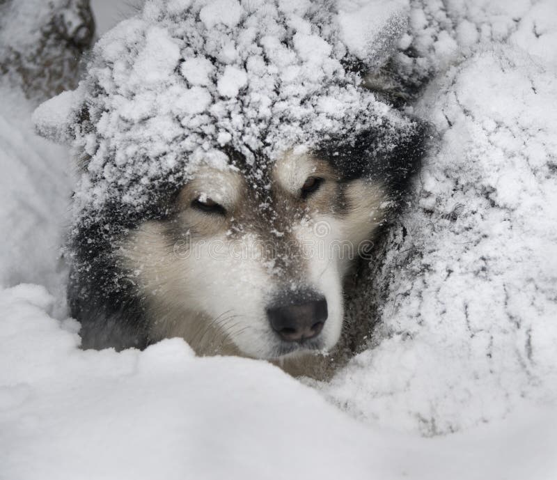 Perro Nevado foto de archivo. Imagen de malamuta, norte - 84341840