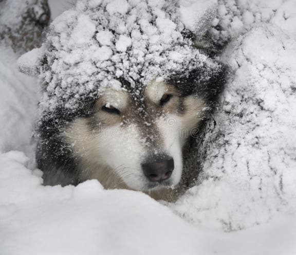 Perro Nevado foto de archivo. Imagen de malamuta, norte - 84341840