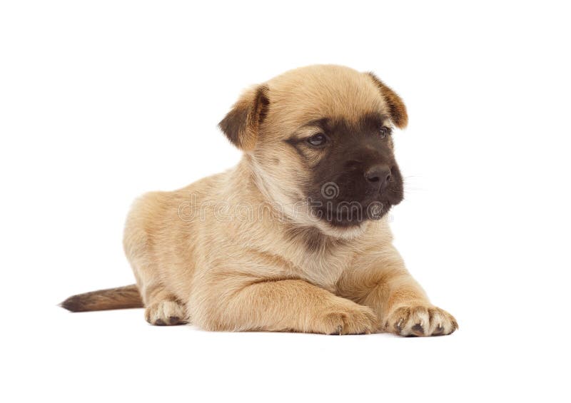 Perro O Perrito Divertido Del Bebé Imagen de archivo - Imagen de frente ...