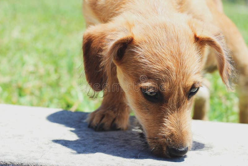 Perro Olfateando El Suelo Con Hierba Verde Imagen de archivo - Imagen ...