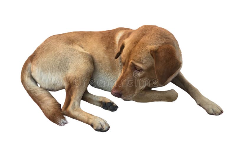 Perro Pardo Aislado De Fondo Blanco Foto de archivo - Imagen de ...