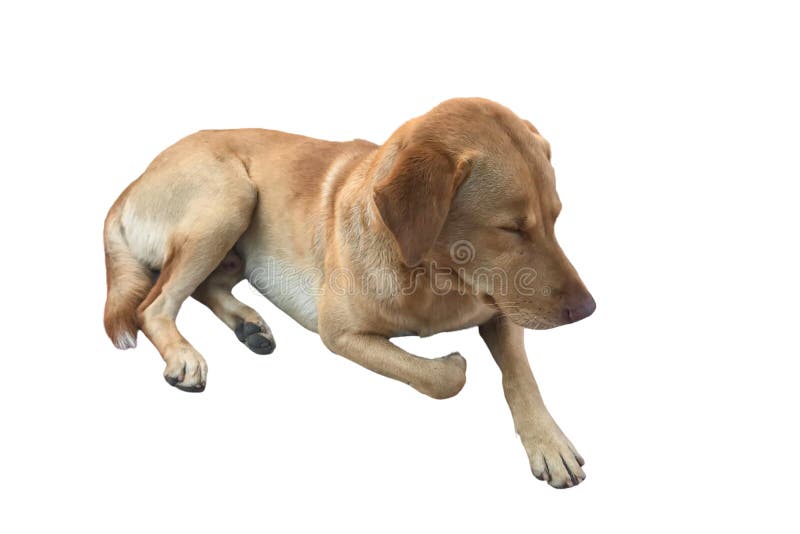 Perro Pardo Aislado De Fondo Blanco Imagen de archivo - Imagen de ...