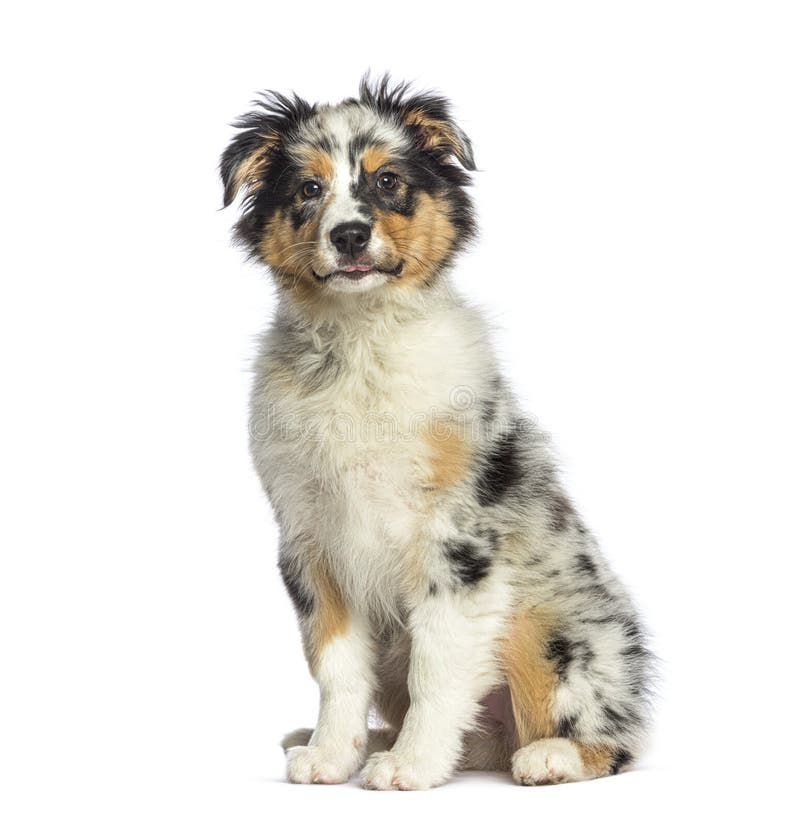 Perro Pastor Australiano De Merle Azul Aislado Imagen de archivo ...