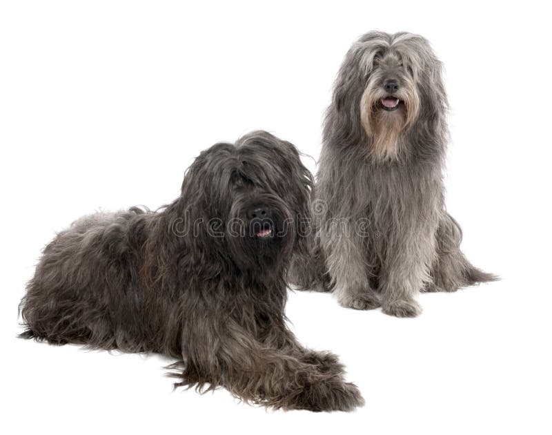 Perro Pastor Catalán (6 Y 3 Años) Imagen de archivo - Imagen de ...