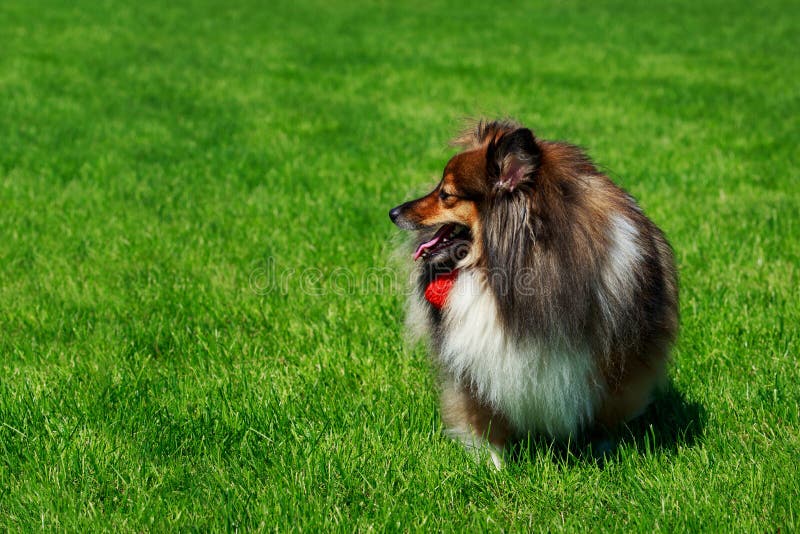 Perro Pastor De Shetland De La Raza Del Perro Sheltie Imagen de archivo ...