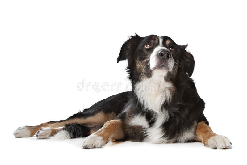 Perro Pastor Del Collie De Frontera Imagen de archivo - Imagen de ...