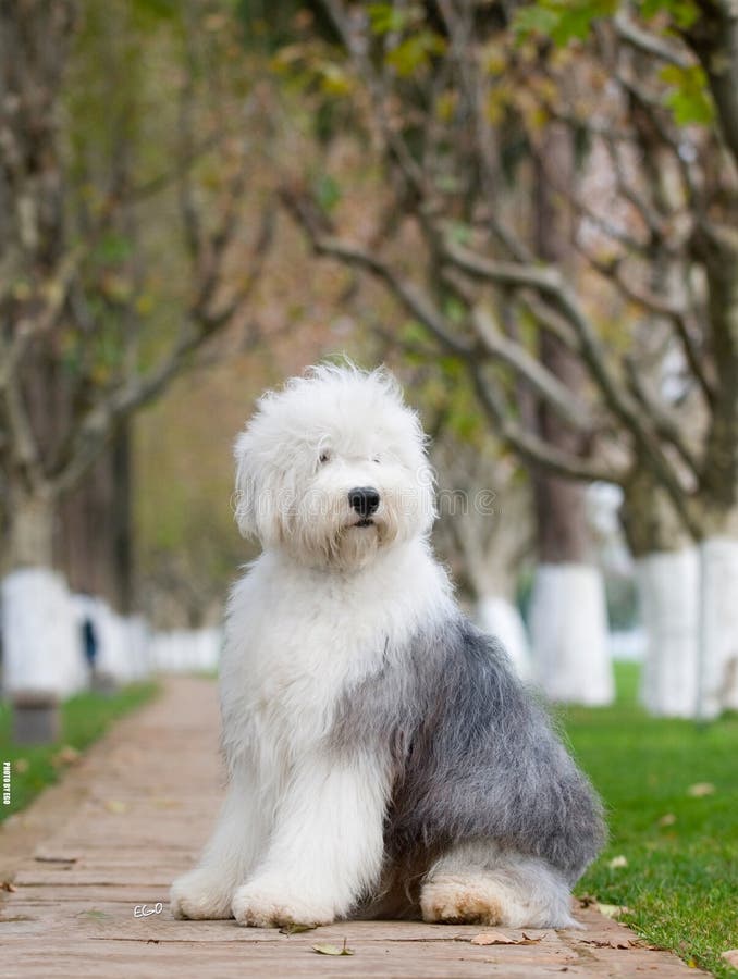 Perro Pastor Inglés Viejo Del Perro Imagen de archivo - Imagen de dulce ...