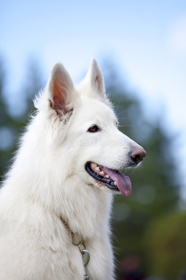 Perro pastor suizo blanco foto de archivo. Imagen de feliz - 33089896