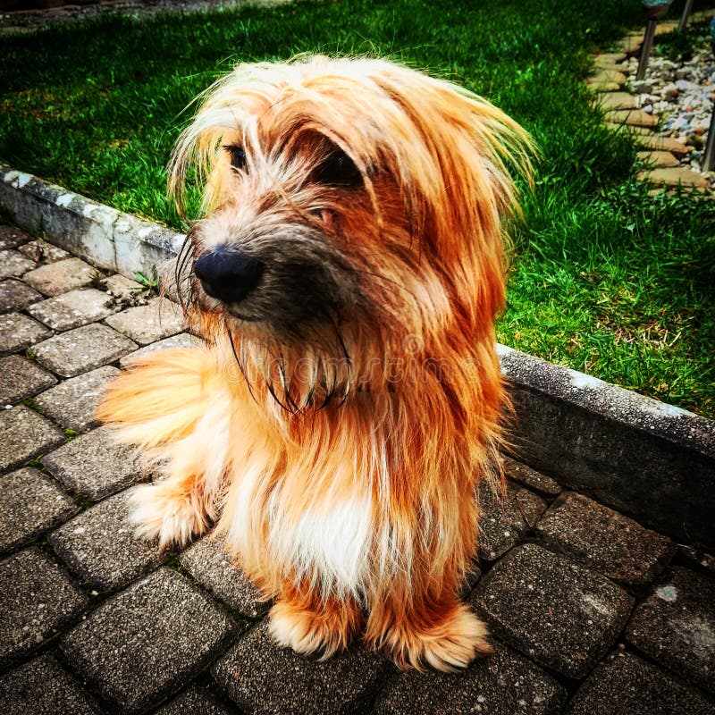 Perro Pepsi foto de archivo. Imagen de pepsi, nantucket - 124480596