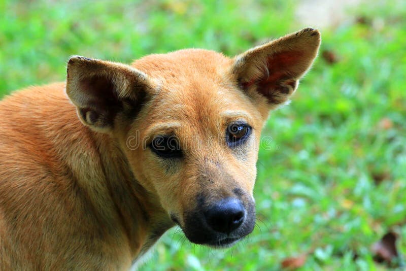 Perro Perdido Muerto De Hambre Imagen de archivo - Imagen de conjunto ...