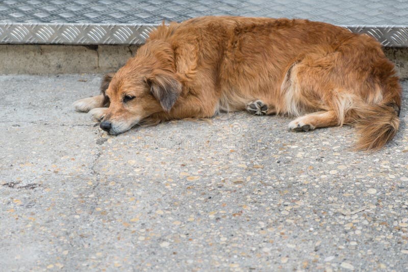 Perro perdido outdoors imagen de archivo. Imagen de mandar - 104166079