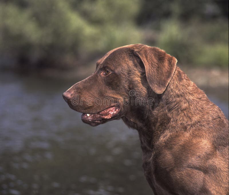 Perro Perdiguero Tocante Del Pato De Nueva Escocia Imagen de archivo ...