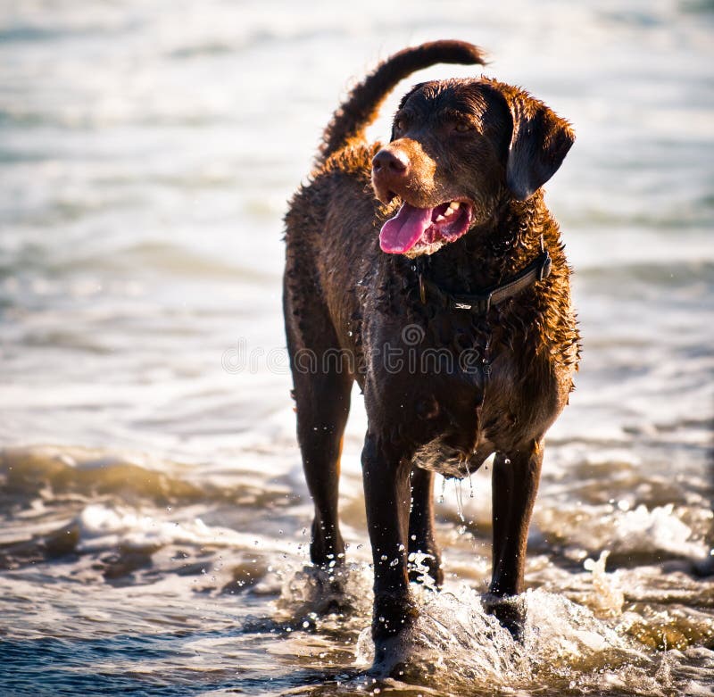 Perro Perdiguero De Bahía De Chesapeake Imagen de archivo - Imagen de ...