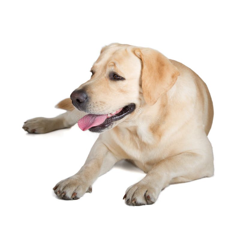 Dos Perritos Amarillos Del Labrador Retriever Foto de archivo - Imagen ...