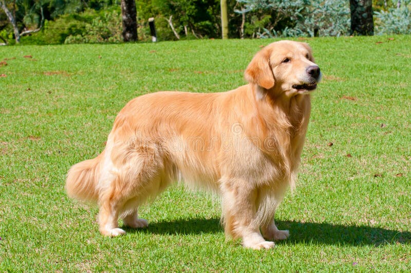 Perro perdiguero de oro foto de archivo. Imagen de recuperador - 18030958