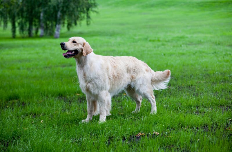 Perro Perdiguero De Oro En Hierba Verde Foto de archivo - Imagen de ...
