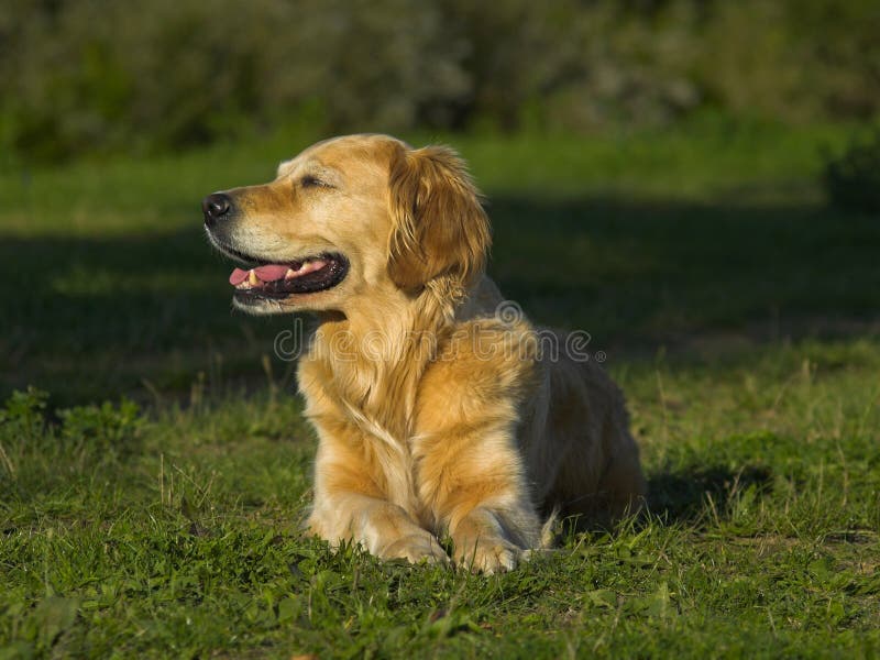 Perro Perdiguero De Oro Interesado En Algo Imagen de archivo - Imagen ...