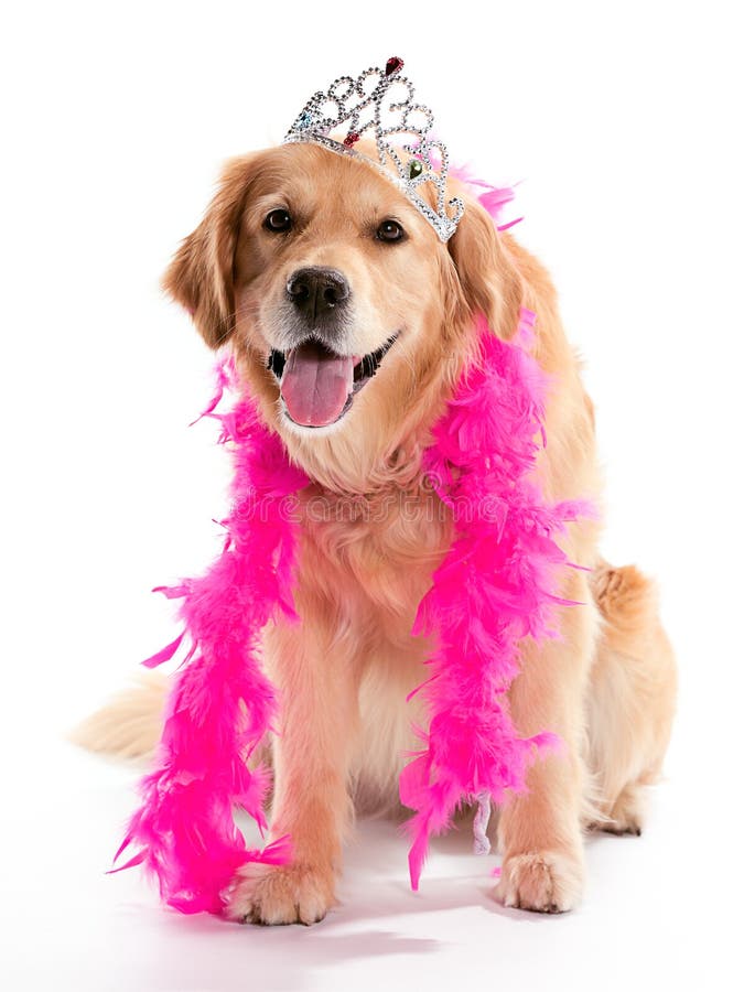 Perro Perdiguero De Oro Tonto Foto de archivo - Imagen de divertido ...