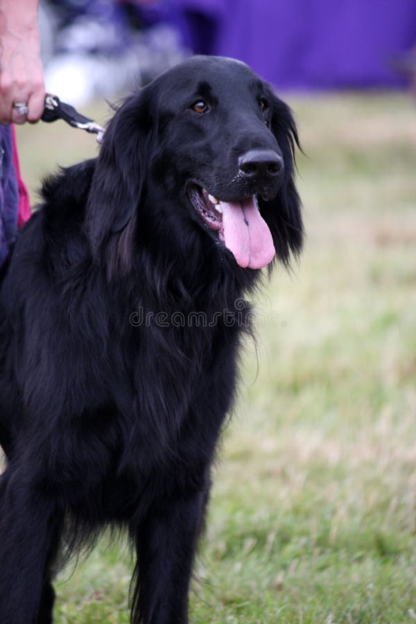 Perro Perdiguero Revestido Plano Imagen de archivo - Imagen de mirando ...