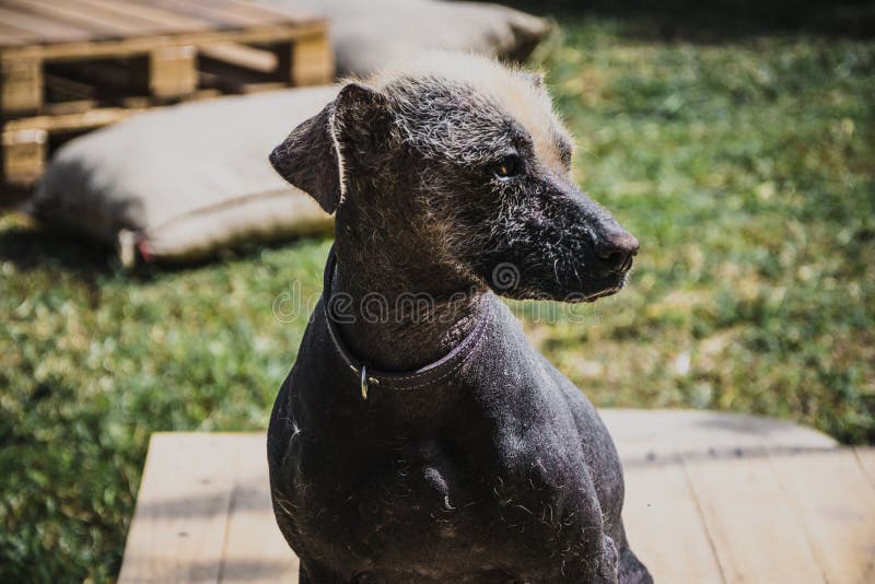 Perro peruano imagen de archivo. Imagen de calvo, frondoso - 100296715