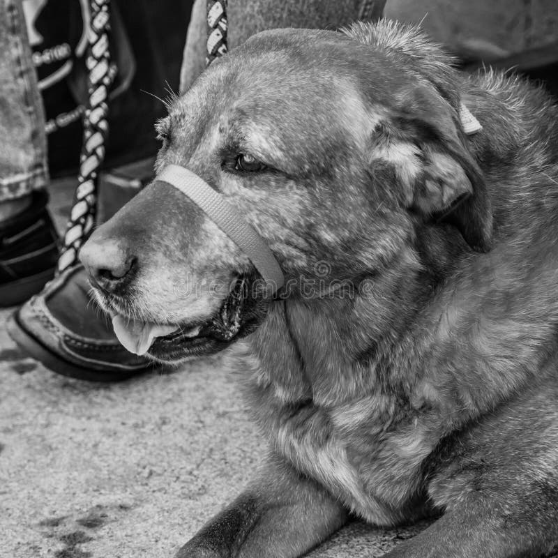 Perro pobre imagen de archivo. Imagen de negro, pobre - 109221597