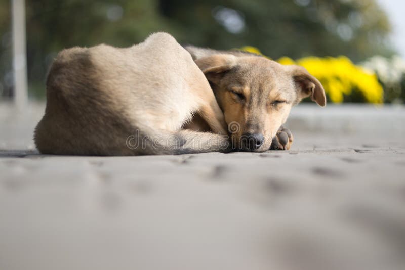 Perro pobre imagen de archivo. Imagen de mascotas, pierna - 21699753