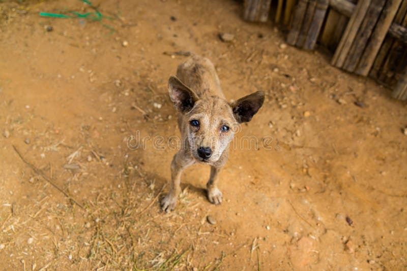 Perro pobre imagen de archivo. Imagen de homeless, finanzas - 55613237