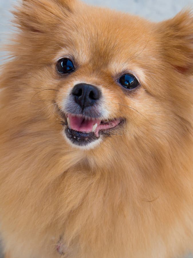 El Perro Maduro De Pomeranian Se Sienta En Hierba Foto de archivo ...
