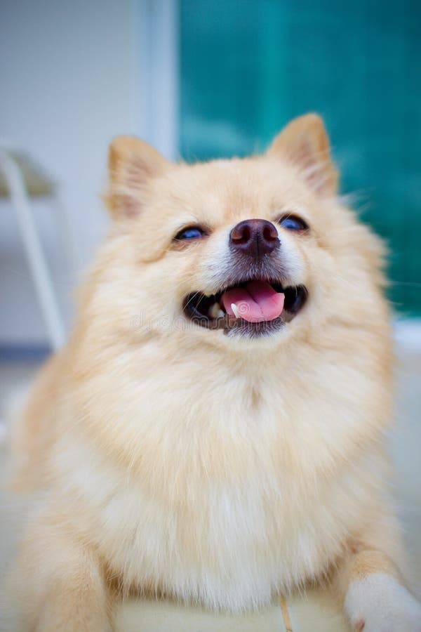 Perro Pomerano Haciendo Una Cara Feliz Foto de archivo - Imagen de cara ...