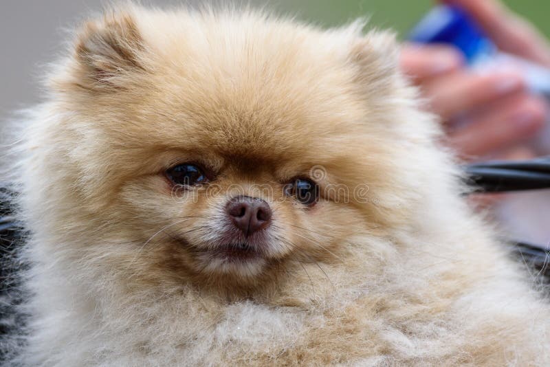 Perro Pomerian Color Nata, Mullido Imagen de archivo - Imagen de cesta ...